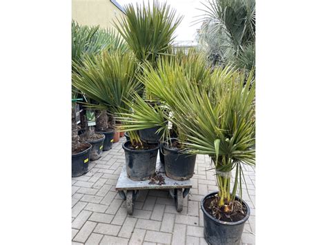 Brahea Edulis 130 Cm Palmycasy Cz