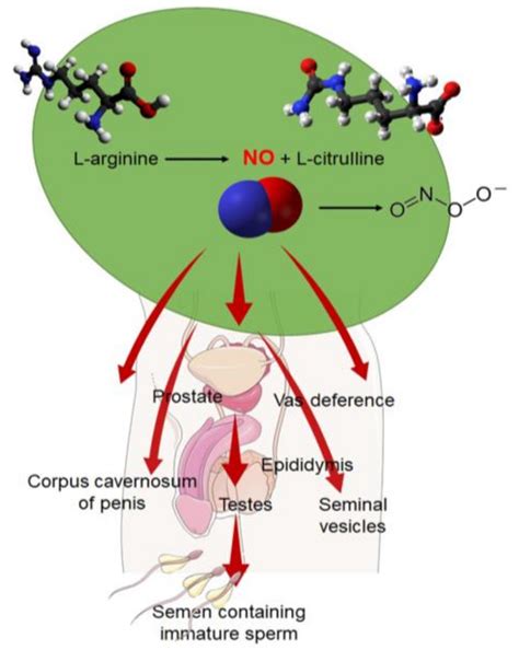 Ijms Free Full Text Reactive Nitrogen Species And Male Reproduction Physiological And