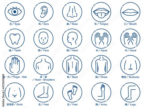 人体の部位 アイコンセット 1色 Stock Vector Adobe Stock