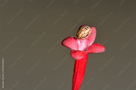 White Spotted Stink Bug Eysarcoris Vestralis Is A Shield Bug