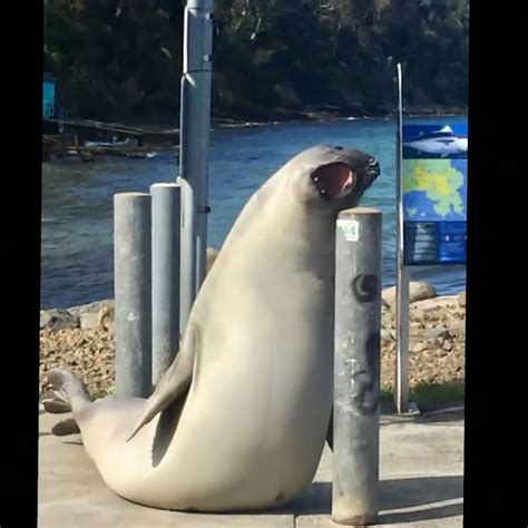 Neil The Seal Edit Part 2 Neiltheseal316 Youtube