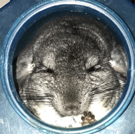 Char Char Binks Grabbie Scrolller