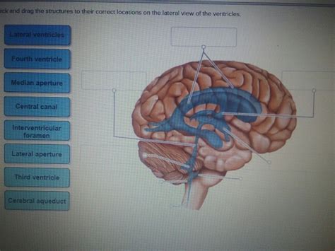 Solved Ick And Drag The Structures To Their Correct