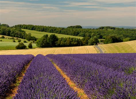 Visit And Explore Our Lavender Fields Cotswold Lavender