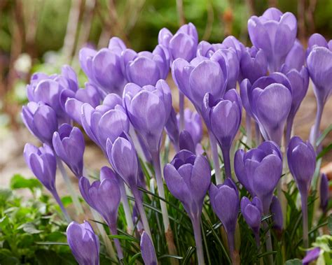 Crocus Tommasinianus Hummingbird Bulbs Buy Online At Farmer Gracy