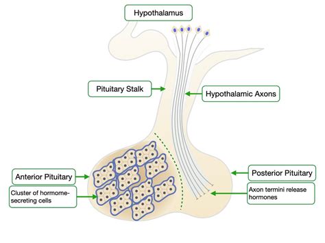 Pituitary Gland Histology Drawing Sella Turcica Region And Pituitary