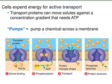 Cellular Respiration Both Photosynthesis And Cellular Respiration Provide Energy For Metabolism