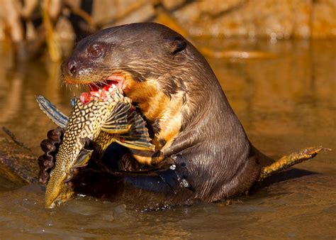 Giant Otter Maps