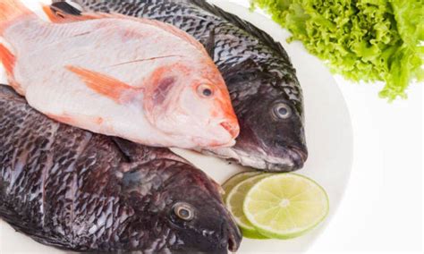 ¿qué Tipo De Mojarras Hay