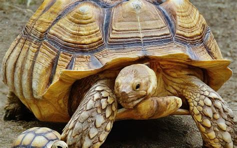 เต่าซูคาต้า วิธีเลี้ยงเต่าและดูแลเต่าที่ดีที่สุดที่