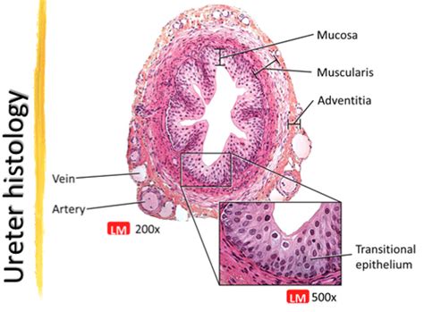 Labeled Ureter Slide