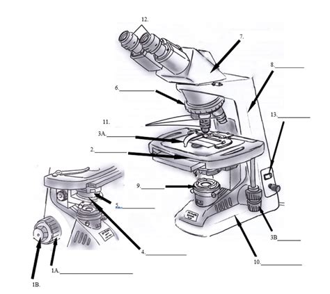 Lab Exam 1 Diagram Quizlet