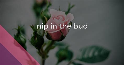 nip in the bud idiom meaning and origin the village idiom