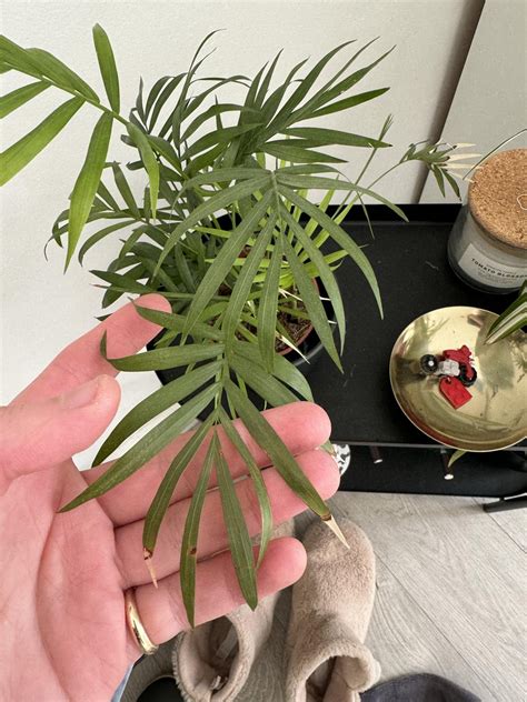 Parlor Palm Brown Tips R Houseplants