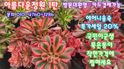 아름다운정원 1탄 특가세일 에어니옴속 ♡핑크요정♡소화금♡미드썸머나이트 ♡자옥별♡먼로군생♡후레뉴 등등 20할인 오늘도 이쁜아이들