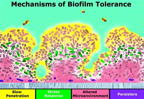 A Functional Medicine Approach To Candida Albicans The Living Proof