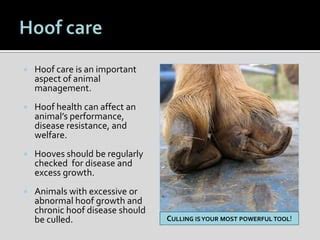 Sheep Hoof Health And Management Pptx