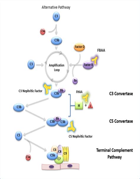 The Complement Cascade Molecular Otolaryngology And Renal Research The Complement Cascade Molecular Otolaryngology And Renal Research