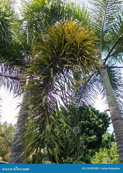 Beetle Nut Trees Stock Image Image Of Beetle Produce 216782909