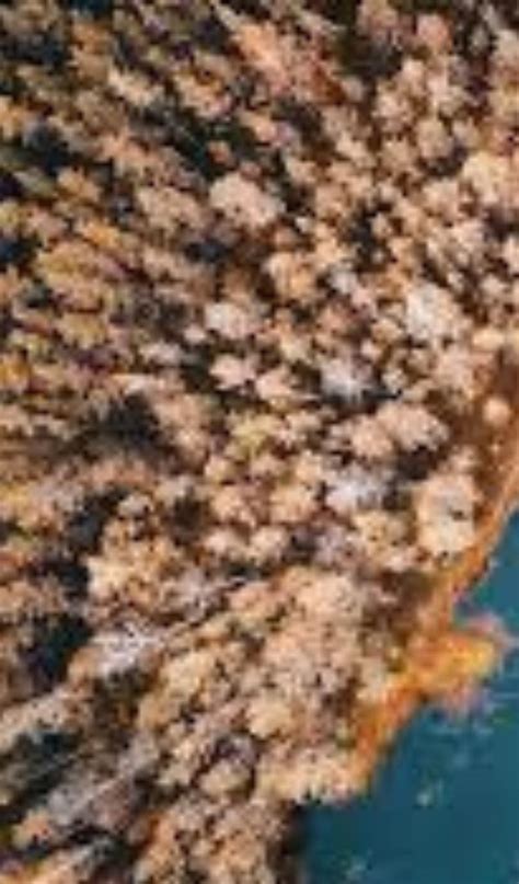 خلفيات بنية Full Hd Apk For Android Download