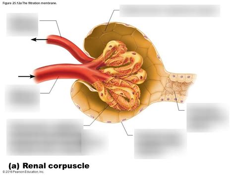 Glomerulus Aandp 2 Review Diagram Quizlet