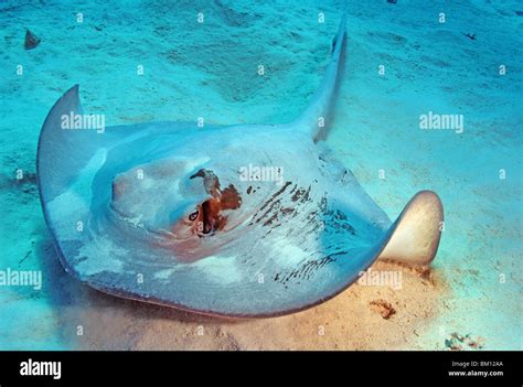 A Feathertail Ray Pastinachus Sephen Feeds In The Sand In The Red Sea