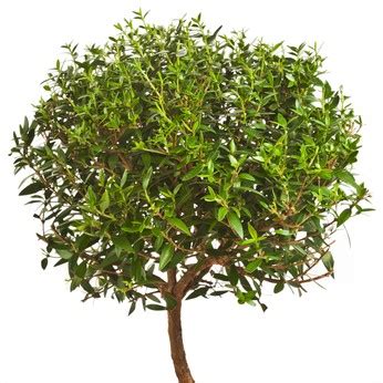 Myrtle