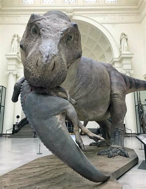 If T Rex Was Really Feathered Or Not Hubpages