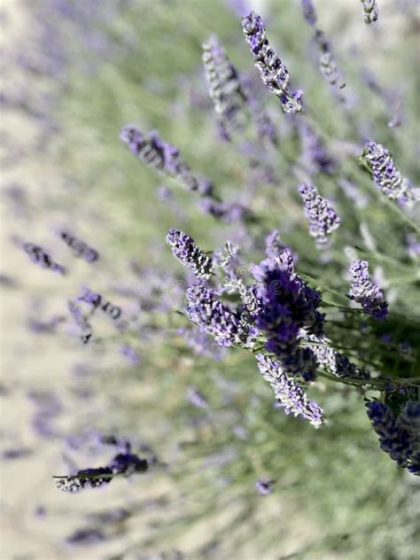 Lavender Blossoms Sunlight Close Up Vibrant Purple Flowers Green Stems