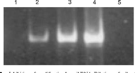 Figure 1 From Pcr Primers For Specific Detection Of Phytophthora Cinnamomi Semantic Scholar