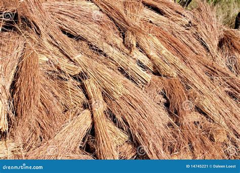 Thatch Roof Grass Stock Image Image Of Natural Grass 14745221