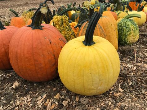 Pumpkin Varieties Available At Parlee Farms Parlee Farms