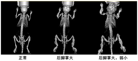 药效纵向研究新利器？micro Ct影像技术在药物临床前小鼠药效模型上的应用 知乎