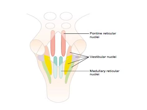 Extrapyramidal System By Dr Sunita M Tiwale Prof In Physiologyd Y