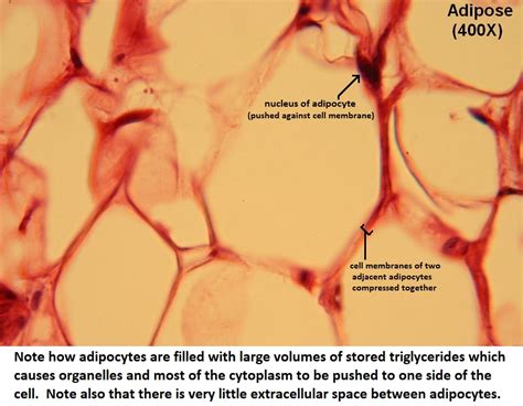 Adipose Connective Tissue 400x