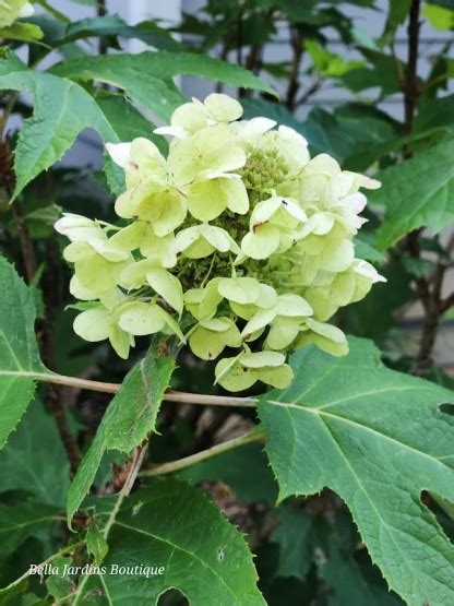 Oakleaf Hydrangea Bella Jardins Boutique