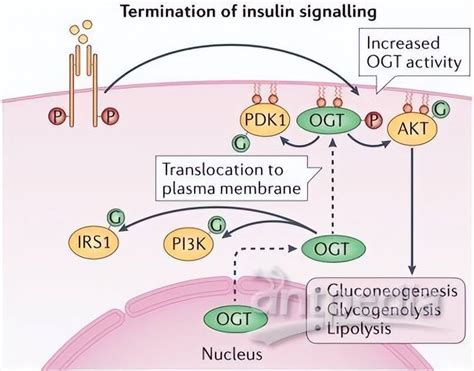 综述分析：o 乙酰葡糖胺糖基化修饰与营养调控和激素调控的关系 蛋白质 细胞 复合物