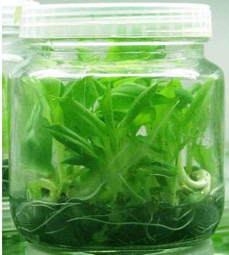 Root Culture Plant At Best Price In Lucknow Uttar Pradesh From