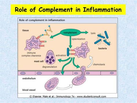 Ppt Innate Immunity And Complement Powerpoint Presentation Free