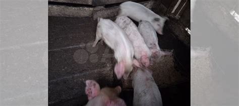 Поросята купить в Ужуре Животные и зоотовары Авито