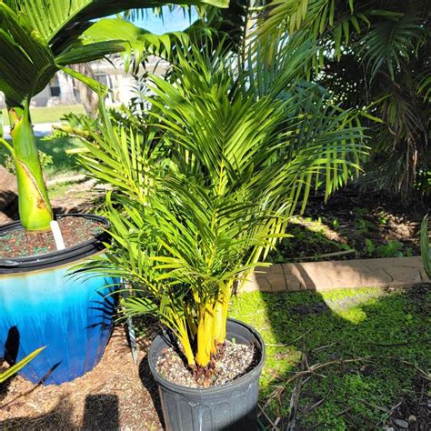 Some New Dwarf Palms Discussing Palm Trees Worldwide Palmtalk