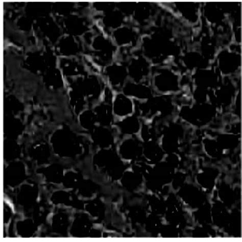 Streptozocin Apoptosis Inducers Tocris Bioscience