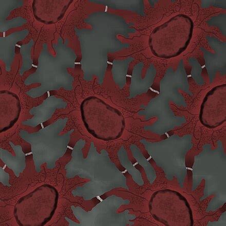 Spinous Cell Wikipedia