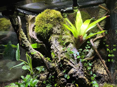 43号 Green 2023小缸组 IVLC世界生态缸造景大赛极云文化