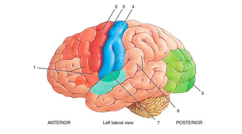 Functional Areas Of The Cerebral Cortex Diagram Quizlet