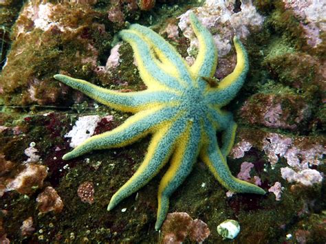 Echinoderms Archives Vic High