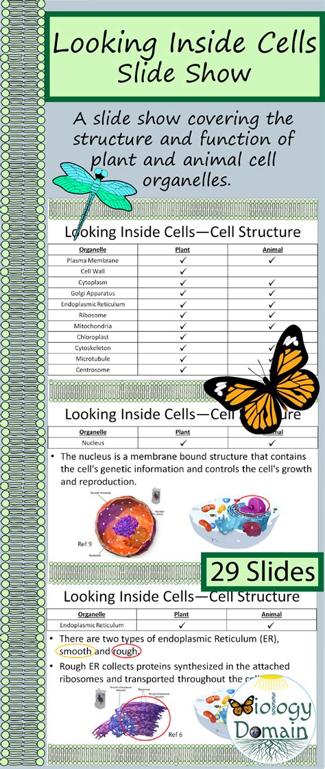 Cell Membrane Definition And Function Pdf Images Of Toys