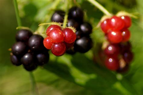 The Bokeh Club Page 853