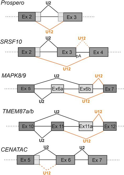 Schematics Showing Examples Of Cryptic Splice Site Activation In