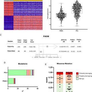 A Predicted Structural Proteins Essential For The Functioning Of FASN